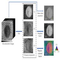 Biomedical Optics Express