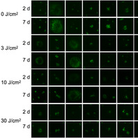 Biomedical Optics Express