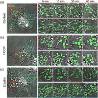 Biomedical Optics Express