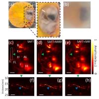 Biomedical Optics Express