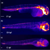 Biomedical Optics Express