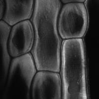 Biomedical Optics Express