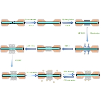 Biomedical Optics Express