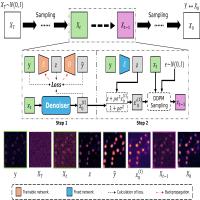 Biomedical Optics Express